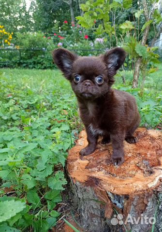 Кукольная девочка чихуахуа