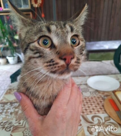 Котик Кекс ищет дом