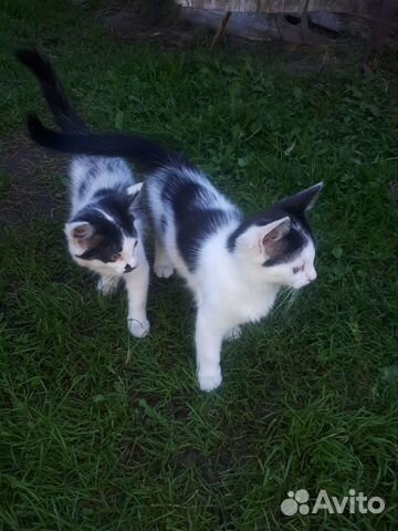 Пристраиваются котята деревенские (мальчики)