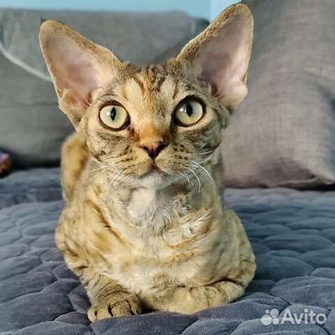 Любимая Джулия