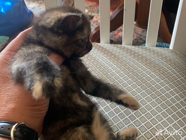 Пролается шотладская кошечка