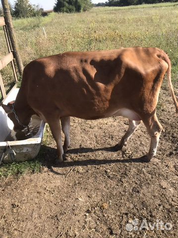 Стельные первотёлки джерсы