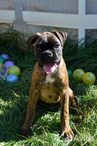 Чудесный мальчуган боксеренок