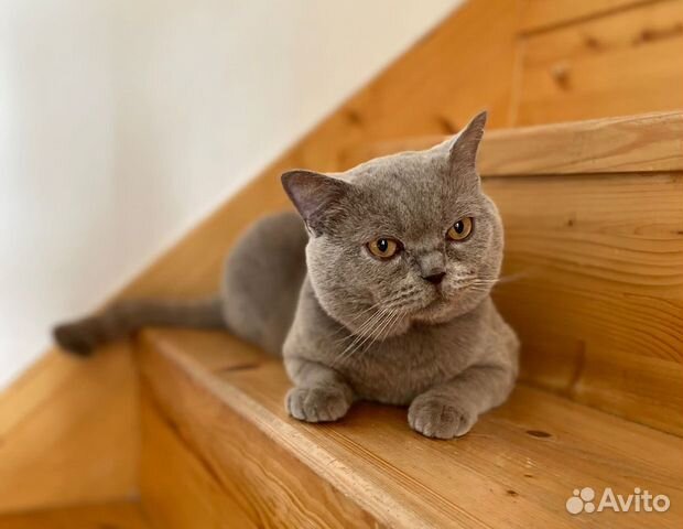 Кот Том ждет семью