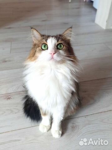 Кисонька ищет дом