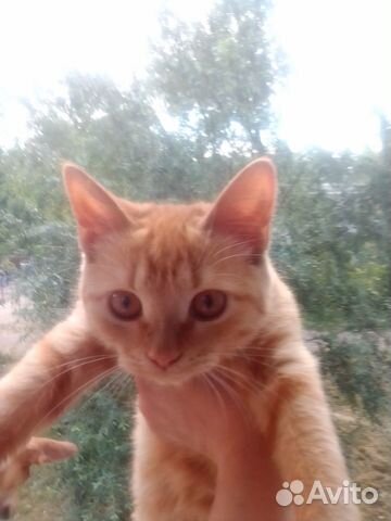 Котята самые лучшие