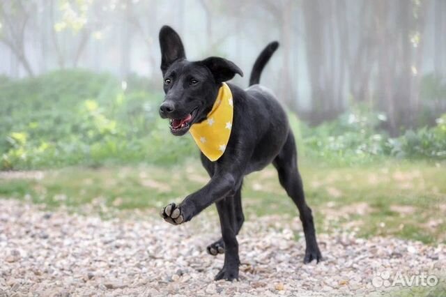 Милый и славный малыш Рэмми ищет дом