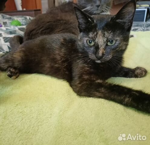 Котята - черепашки