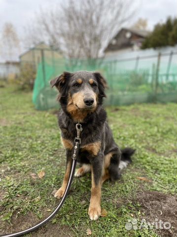 Молодая Гретта фон Винегрета ищет дом