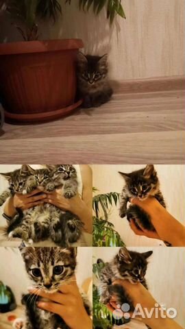 Котенок в дар бесплатно