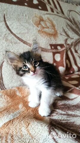 Котенок самый милый