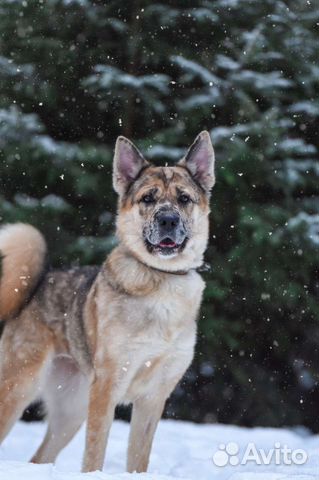 Очень добрая собака в хорошие руки