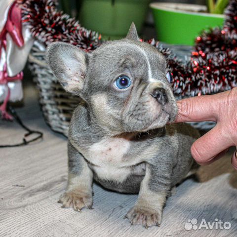 Лилак тан девочки