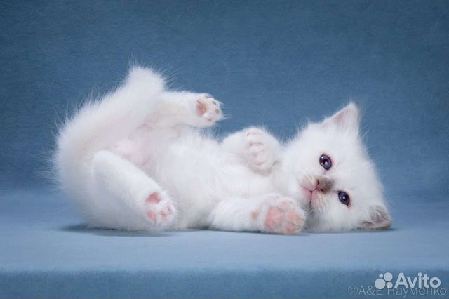 Котята священная бирма