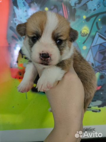 Мальчик-Новогодний сюрприз