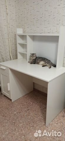 Кошка Мия ищет новую хозяйку