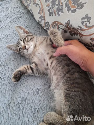 Отдам в добрые руки катенка 2 месяца