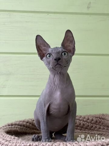 Котик канадского сфинкса