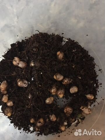 Малыши улитки Ахатины