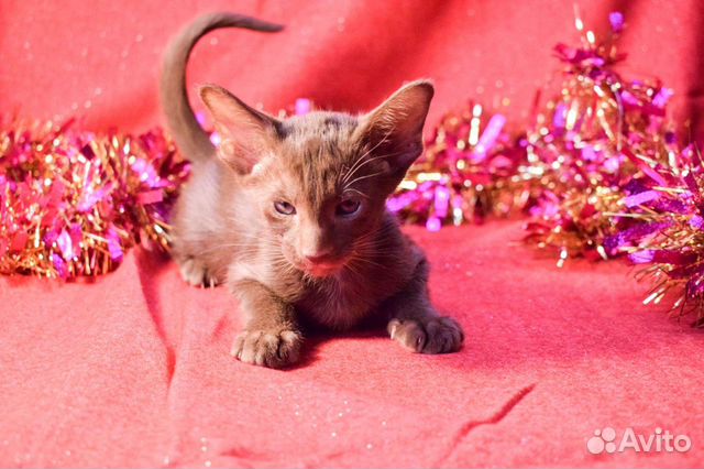 Ориентальные котята