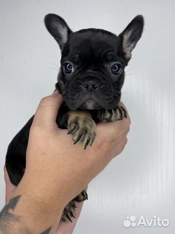 Девочка французского бульдога