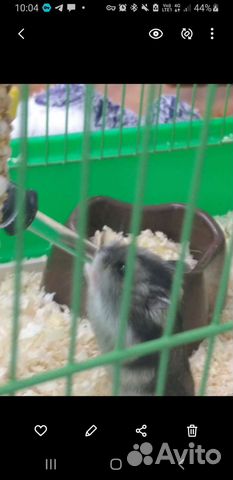 Джунгарский хомяк