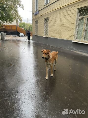 Пёс Федя в добрые руки