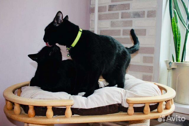 Кошки Санса и Ария