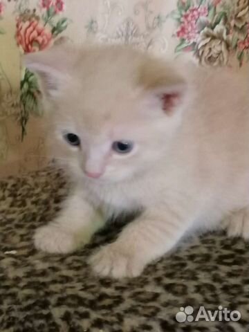 Британские котята