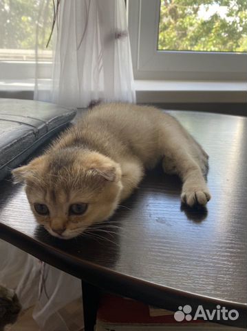 Шотландские котята