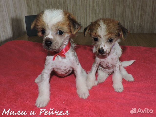 Щенки китайской хохлатой собаки