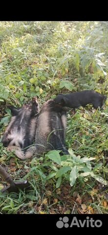 Щенки ягдтерьера