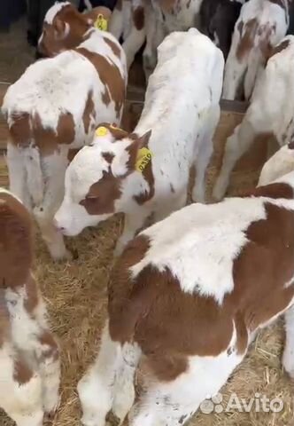Бычки на откорм