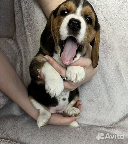 Бигль щенки