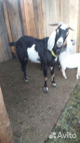 Нубийский козел