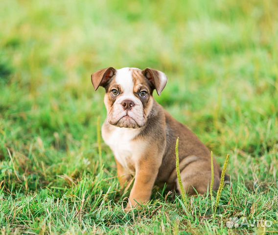 Шоколадный Соболь