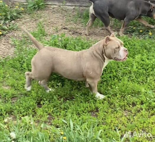 Американский булли - сука подросток