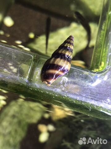 Улитка хелена обмен на неретин