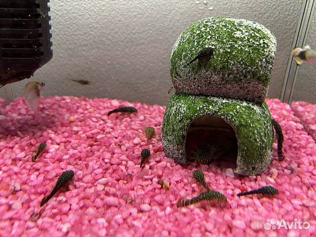 Сом присоска 10 шт