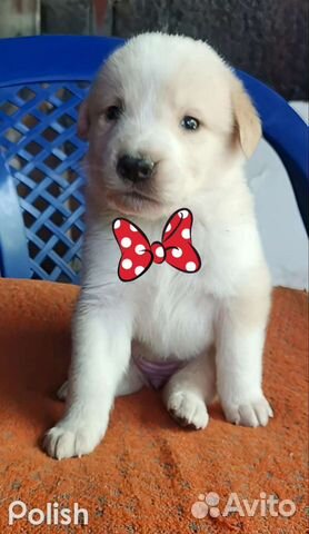 Зайка ищет дом