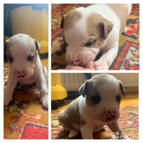 Щенки стаффорда