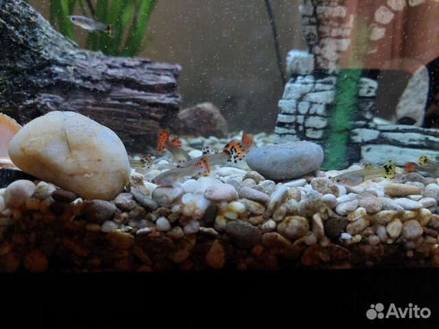 Мальки гуппи