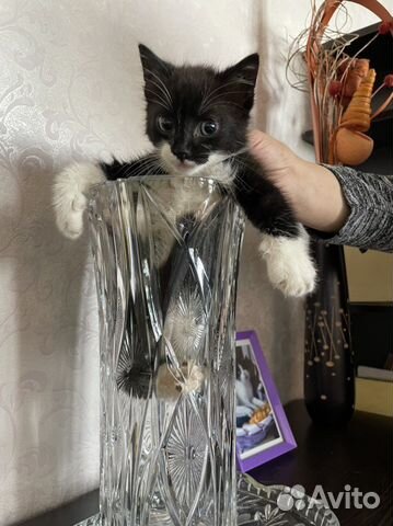 Котенок 1,5 мес. Девочка