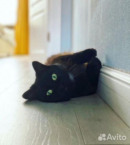 Кошечка Черника в заботливые руки