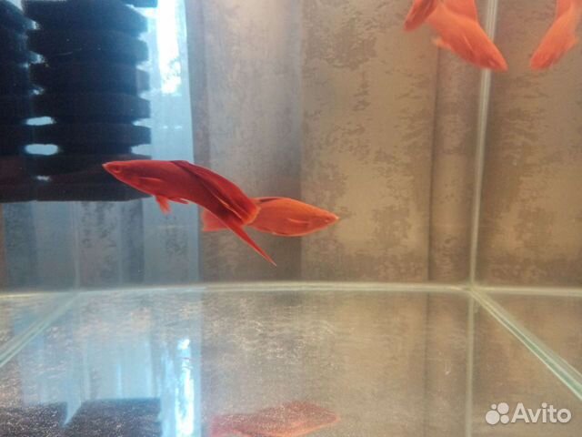 Меченосцы рубин