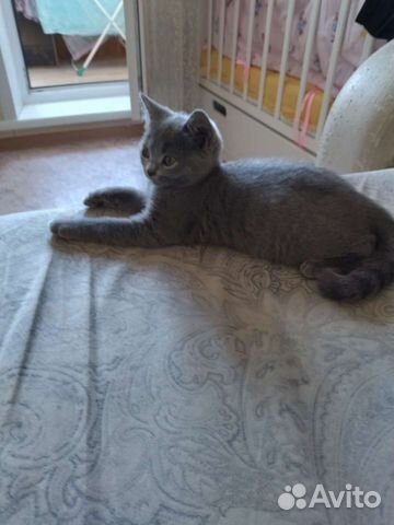 Британская красавица