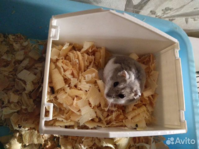 Джунгарский хомяк с клеткой