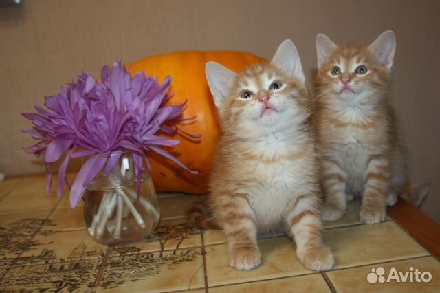 Котята рыжики
