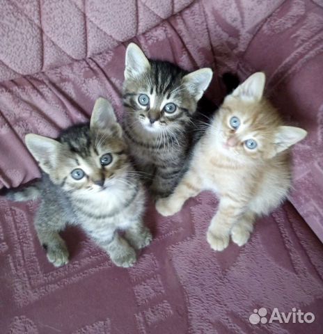 Котята, умненькие, в добрые руки