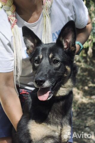 Юная собака из приюта девочка